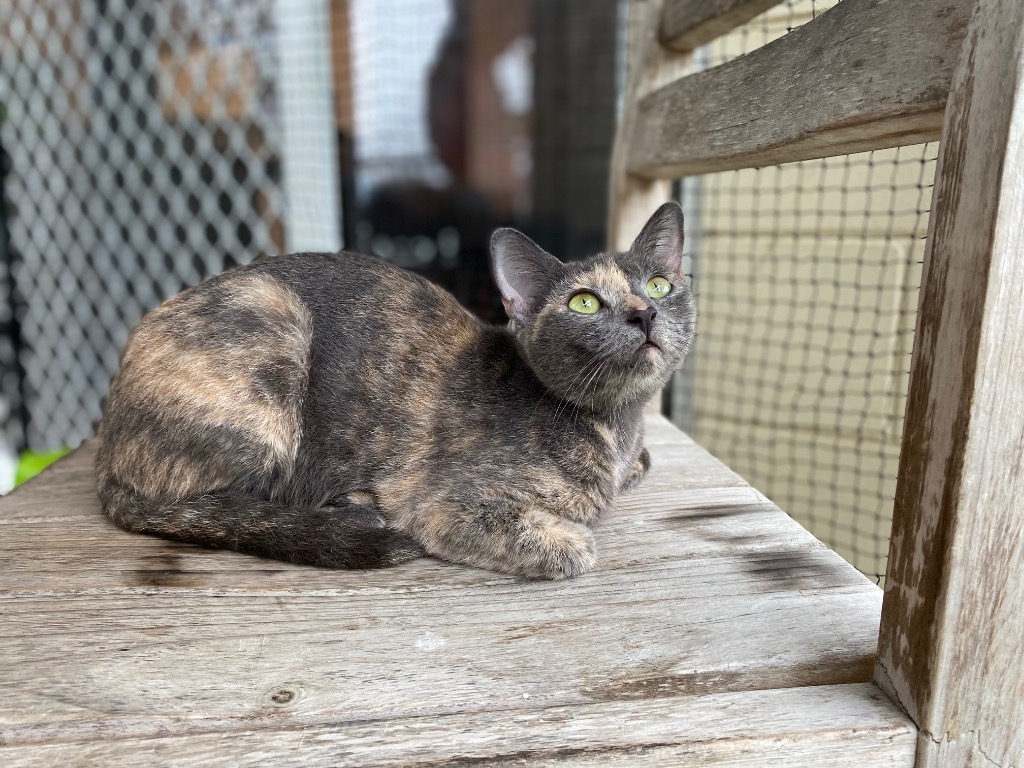 Thursday Island Animal Support Group - PetRescue