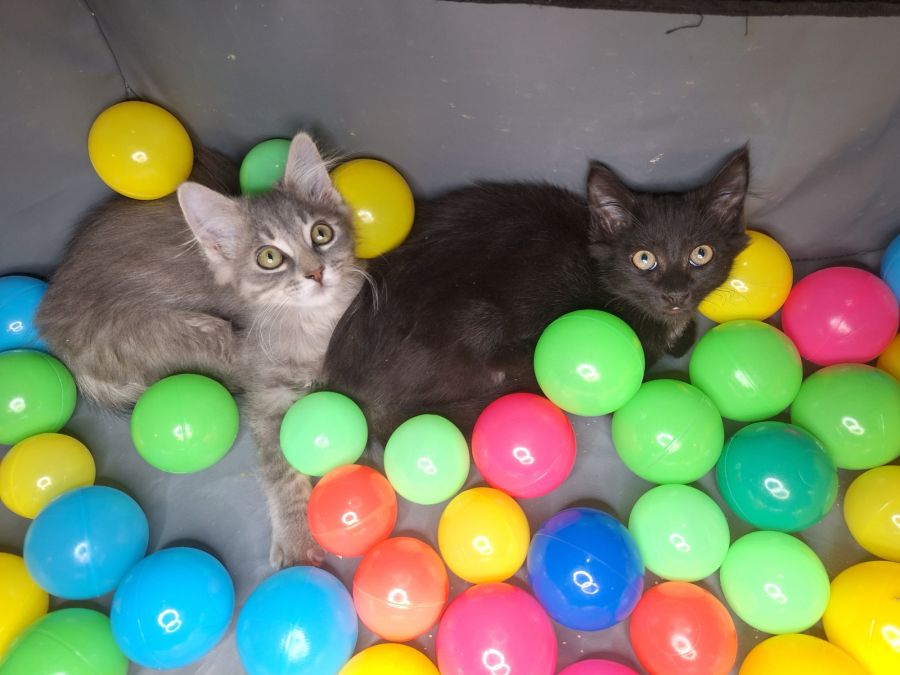 Tribble and Critter - Female Domestic Medium Hair Mix Cat in VIC ...