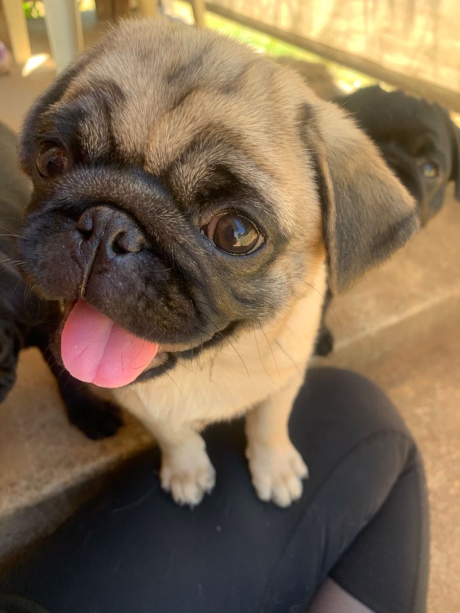 Ash - Small Male Pug Dog in NSW - PetRescue
