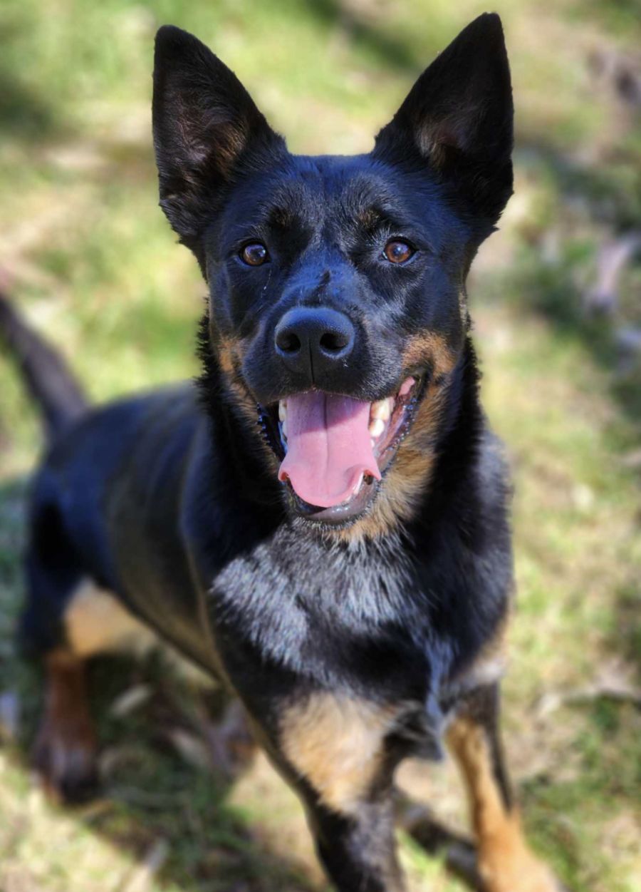 🍄 Maggie C04805 🍄 - Medium Female Kelpie x Blue Heeler Mix Dog in VIC ...