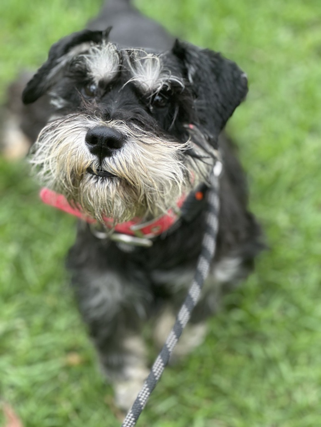 Mitzy - Small Female Schnauzer, Miniature Dog in VIC - PetRescue
