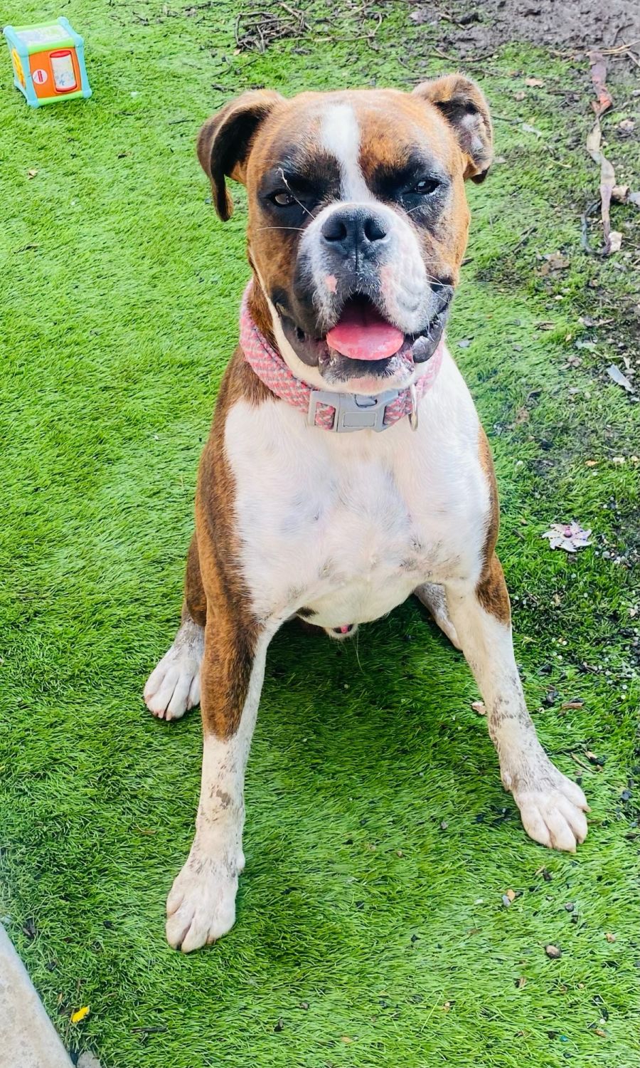 Boxer - Medium Male Boxer Dog in VIC - PetRescue
