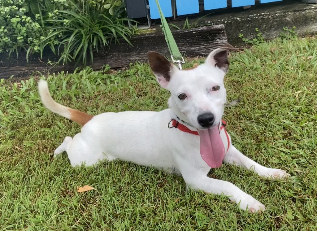 Mimi - Small Female Jack Russell Terrier Mix Dog in QLD - PetRescue