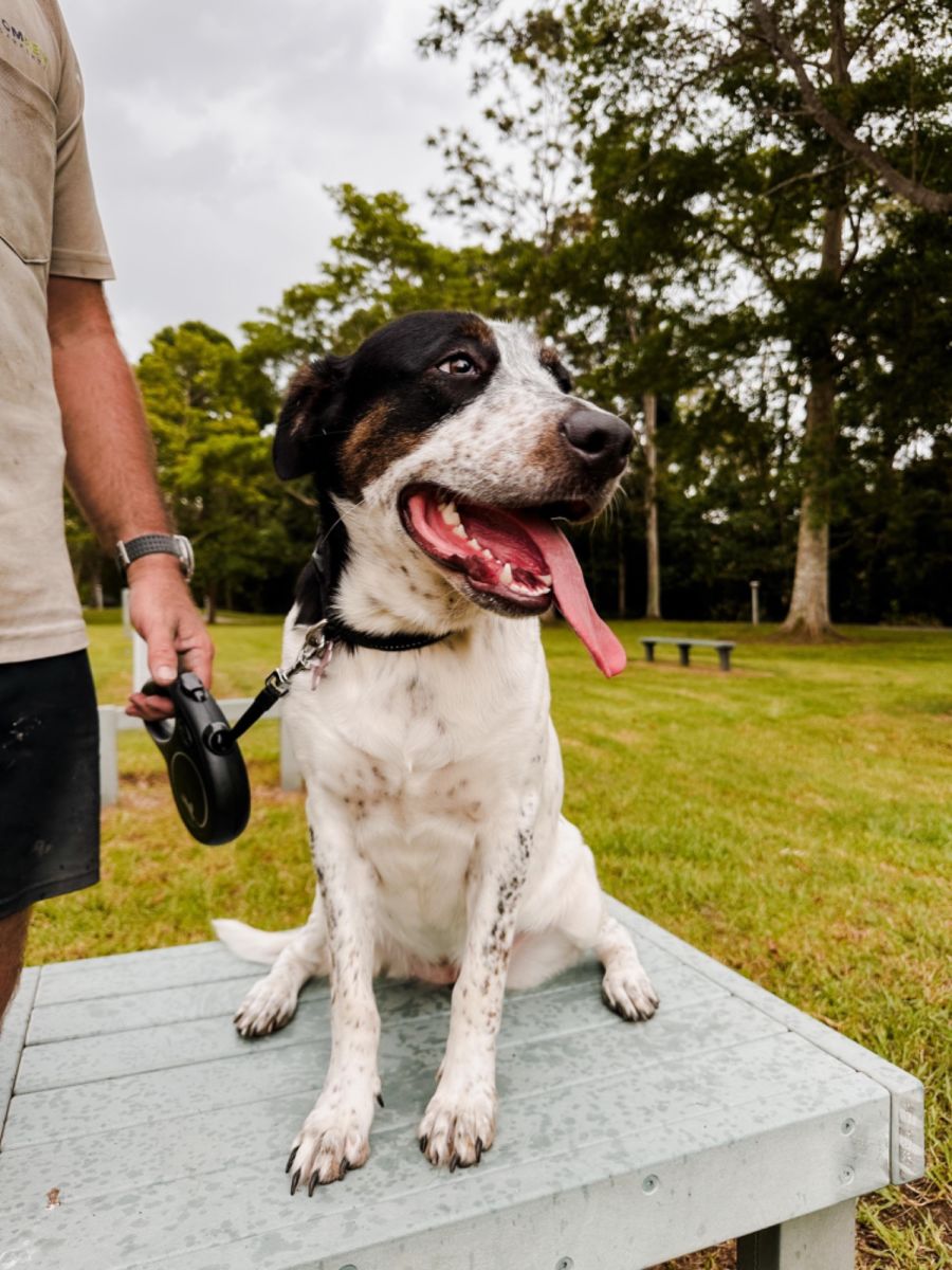 Miss Jay - Large Female Australian Cattle Dog Dog in QLD - PetRescue
