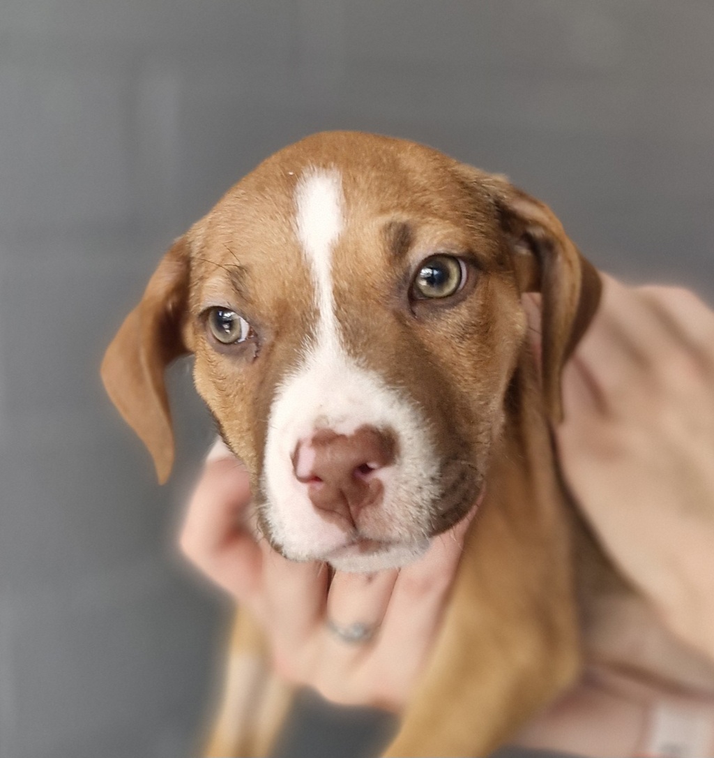 Tosca - Medium Female Rhodesian Ridgeback x Australian Cattledog Mix ...