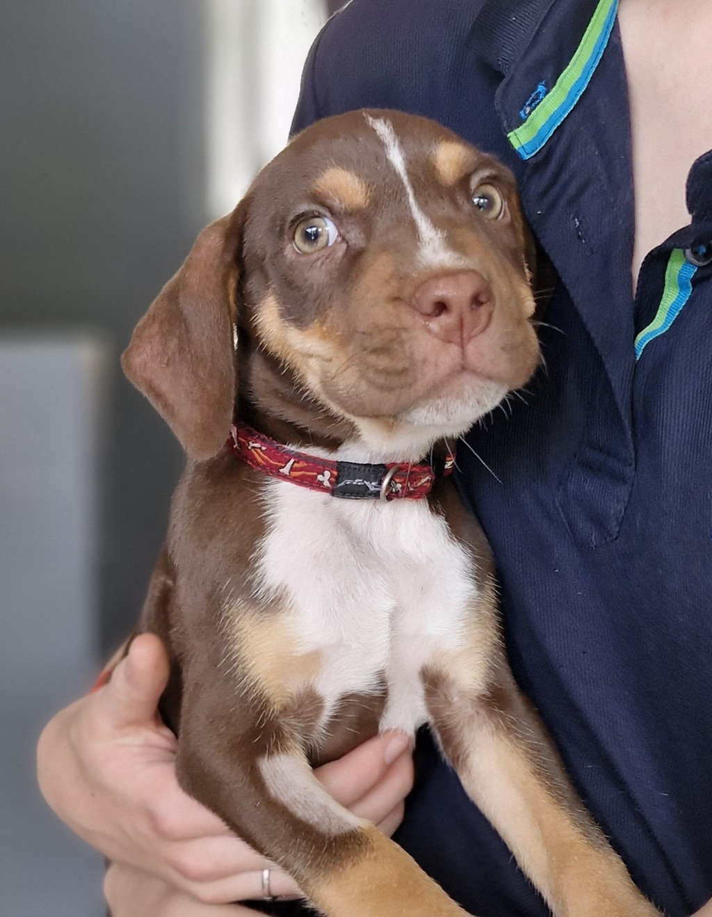 Scoop - Medium Male Rhodesian Ridgeback x Australian Cattledog Mix Dog ...