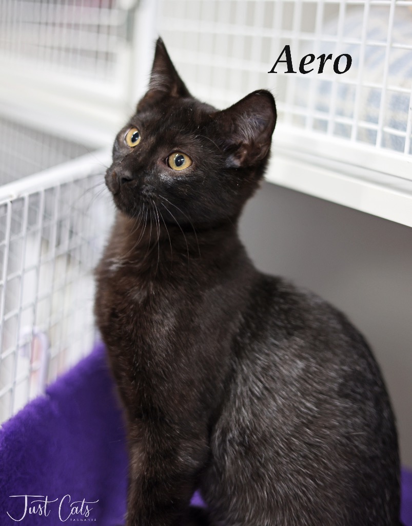 Aero - Petstock - Male Domestic Short Hair Cat in TAS - PetRescue