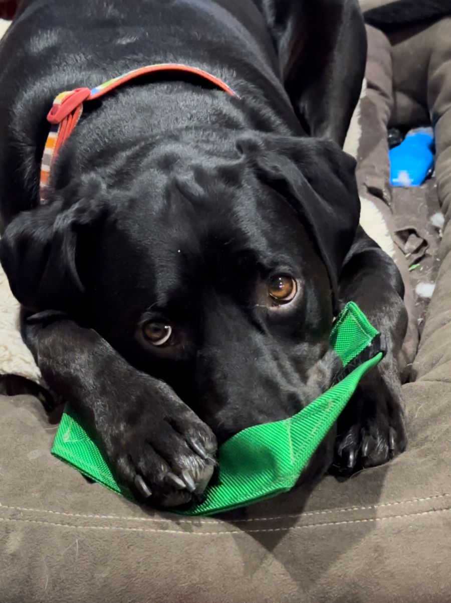 Oliver Kevin - Large Male Labrador x Pointer Mix Dog in VIC - PetRescue