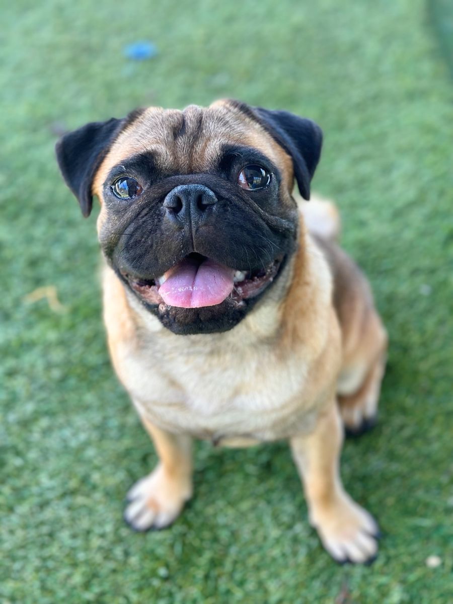 Ronnie - Small Male Pug Dog in NSW - PetRescue