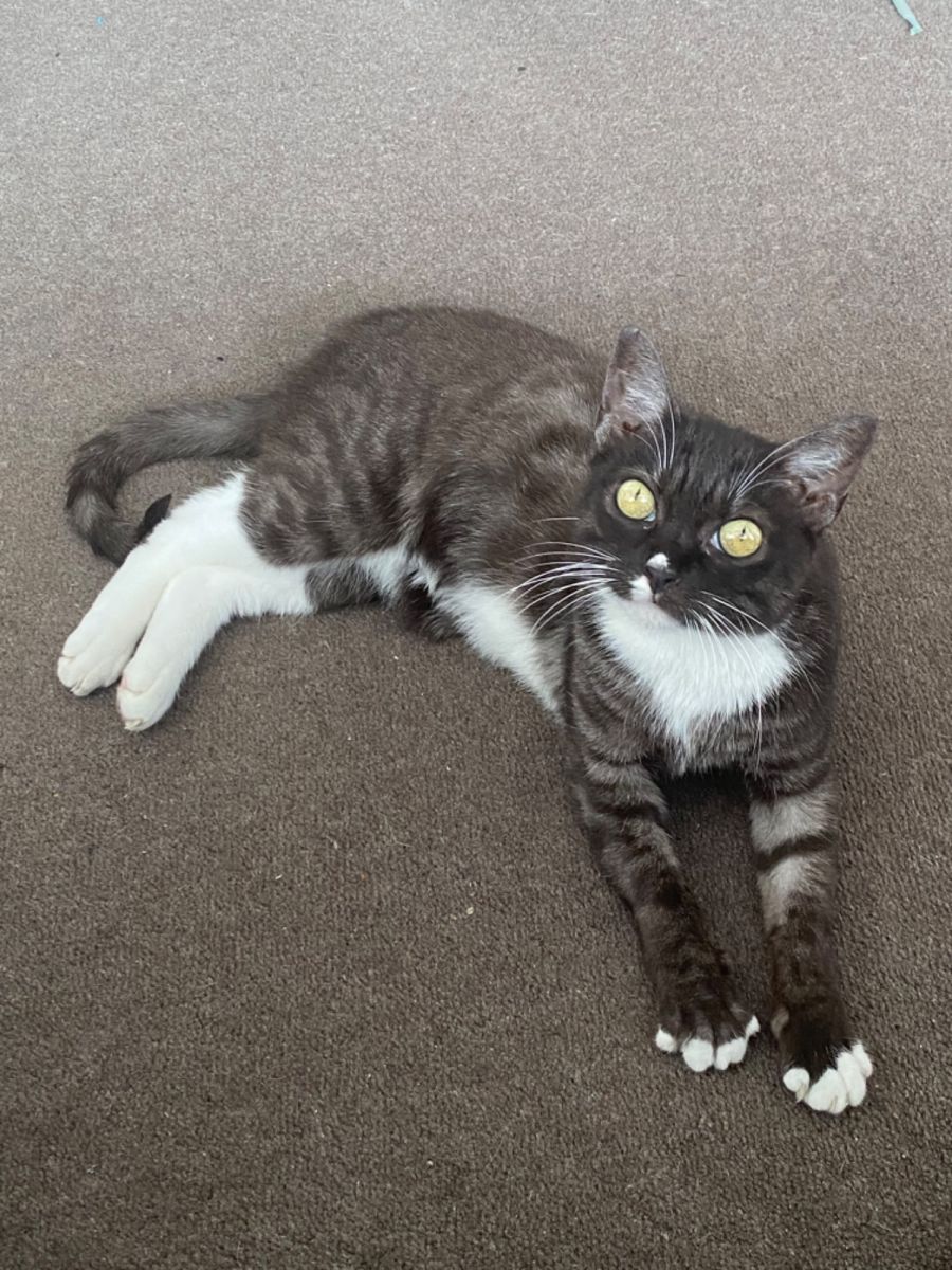 Tinky - Female Domestic Short Hair Cat in VIC - PetRescue