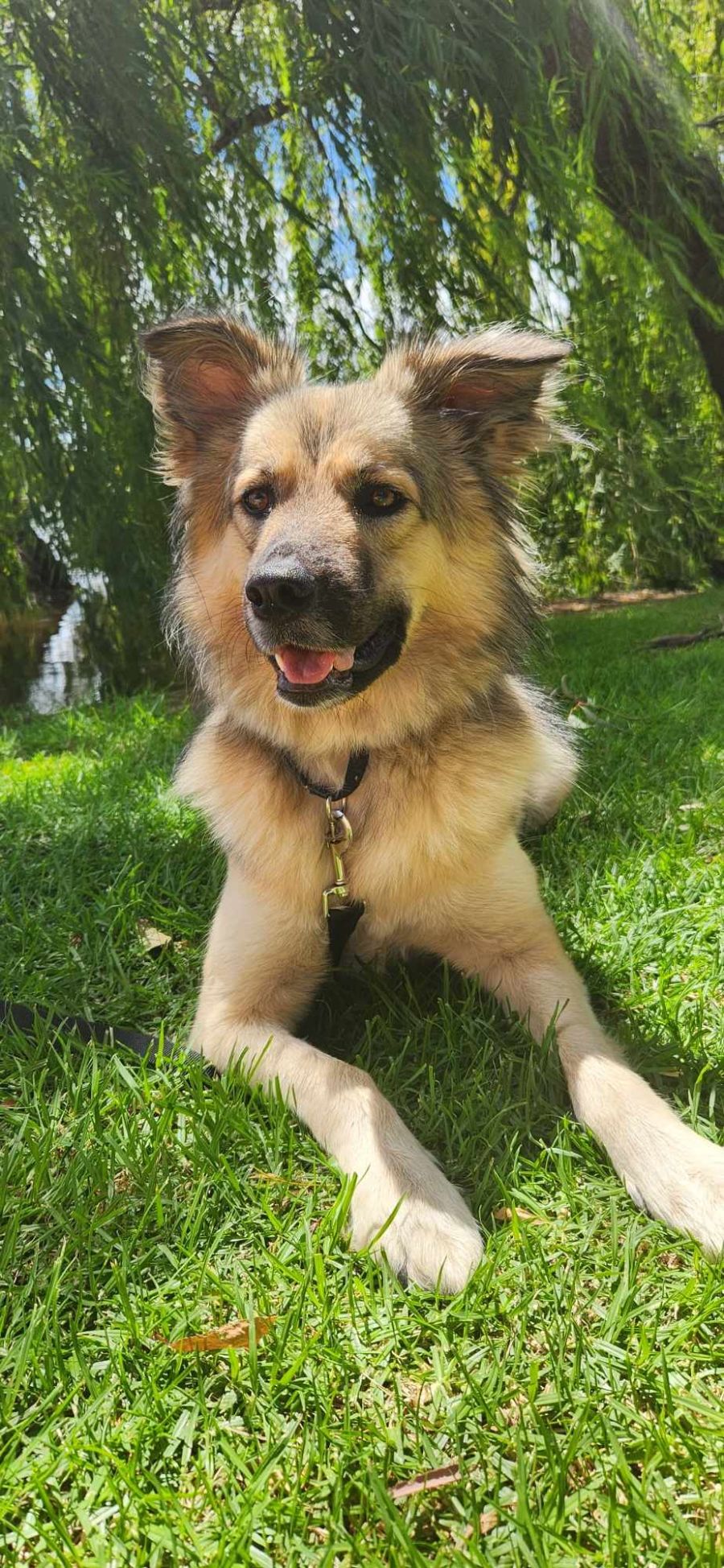 Nadia - Large Female Sarplaninac Mix Dog in VIC - PetRescue