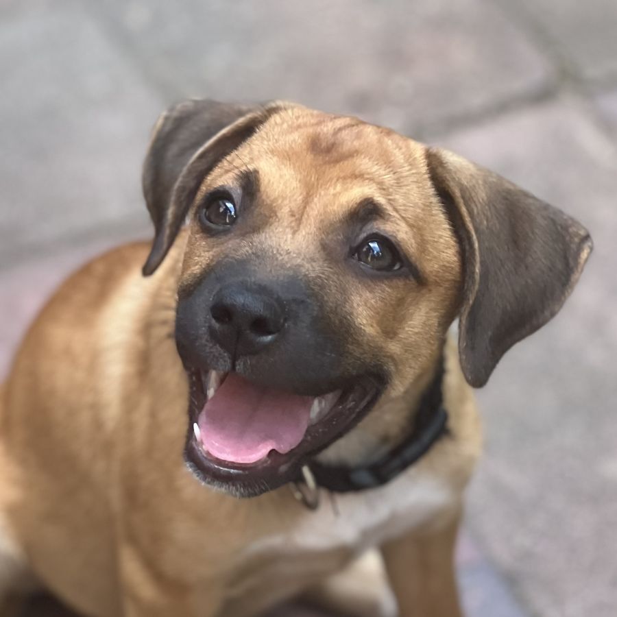 Willow 🌷 - Medium Female Kelpie x Border Collie x Pug x Cattle Dog Mix ...