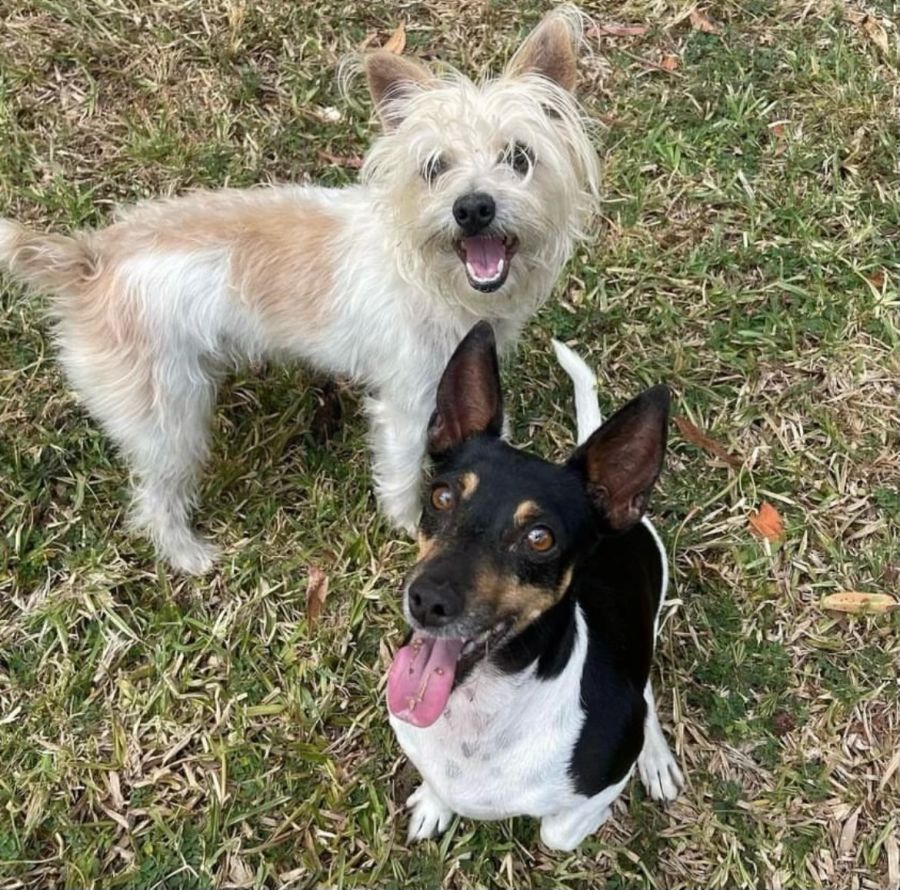 Stormi (and Willow) - Small Female Miniature Fox Terrier x Jack Russell ...