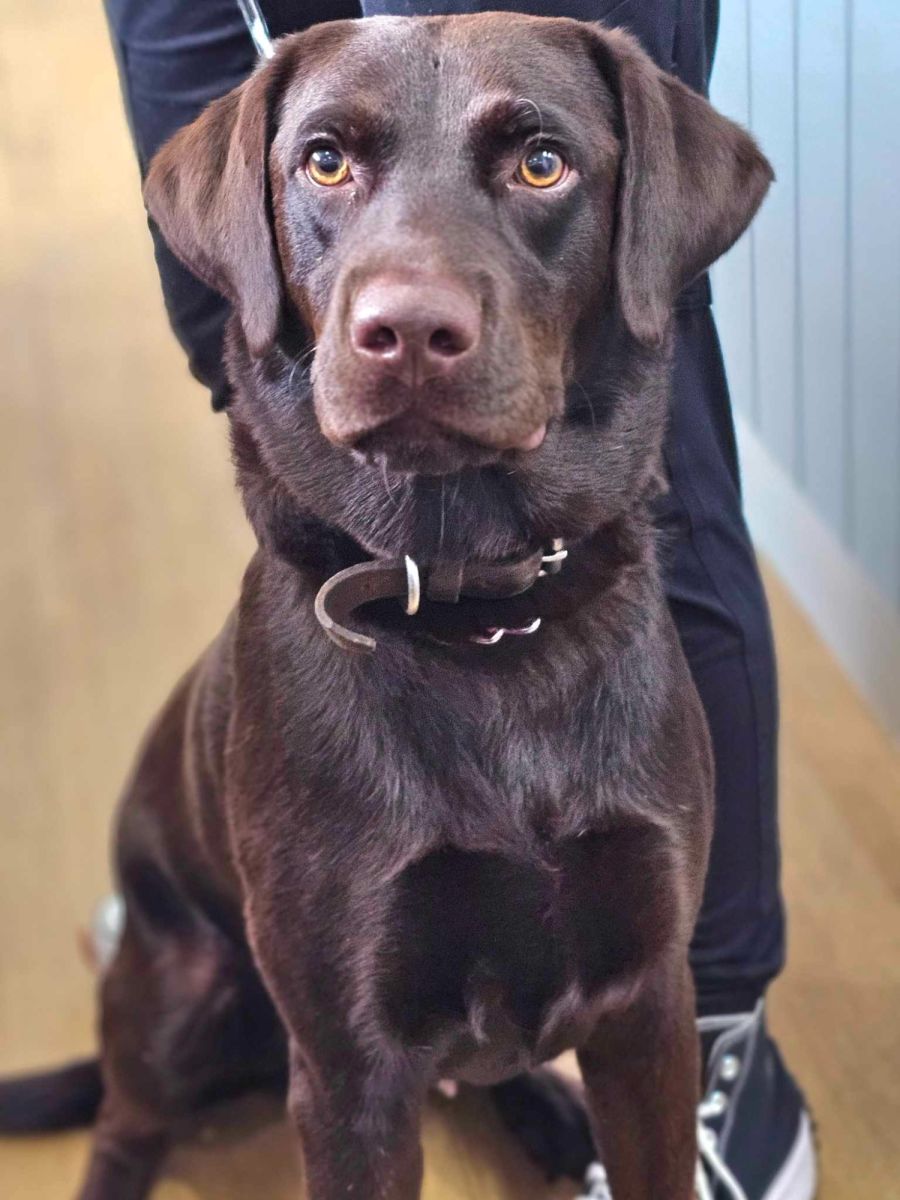Bueno - Medium Male Labrador Dog in QLD - PetRescue
