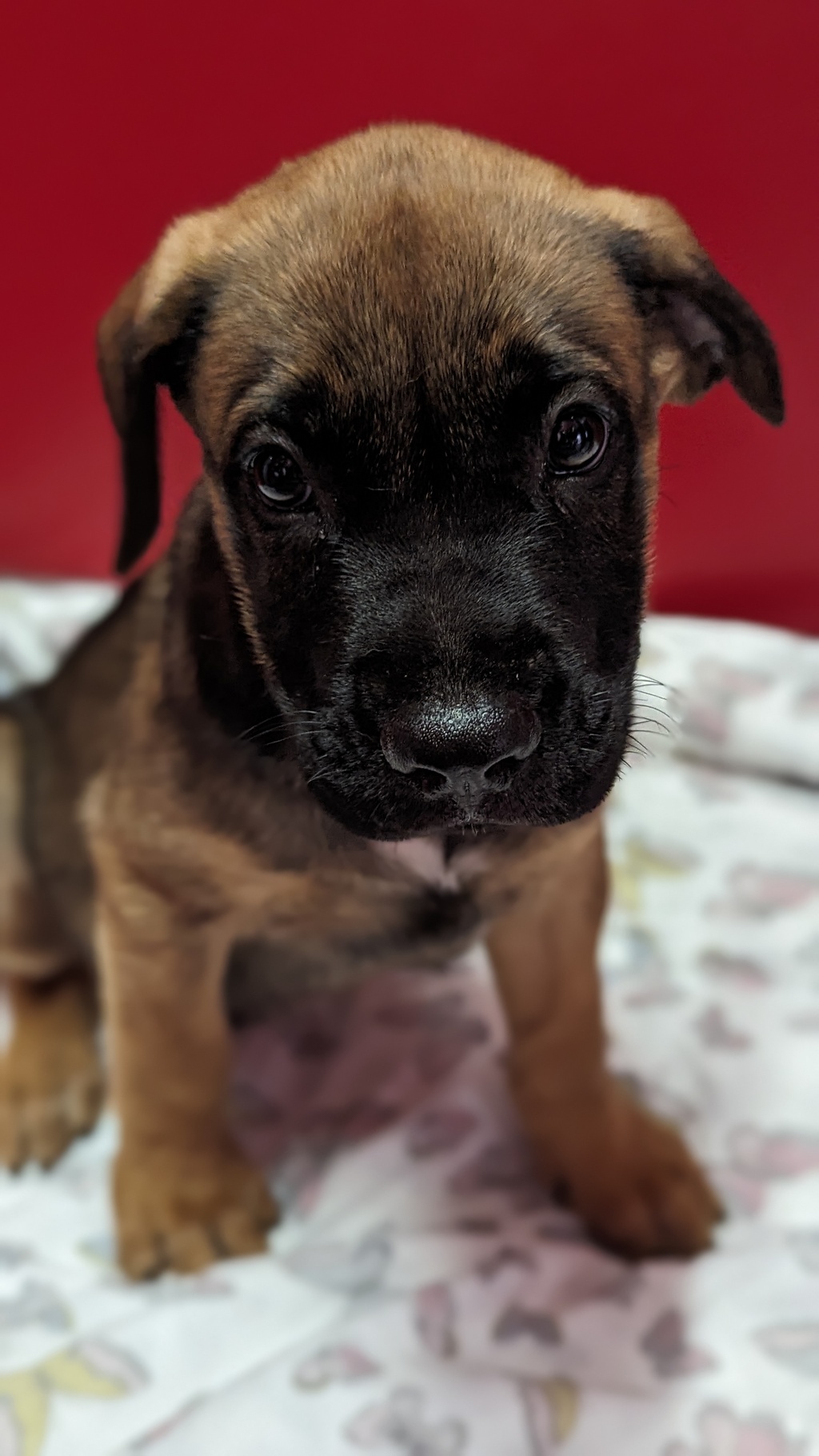 Floyd - Medium Male Irish Wolfhound x Italian Corso Dog (Cane Corso ...