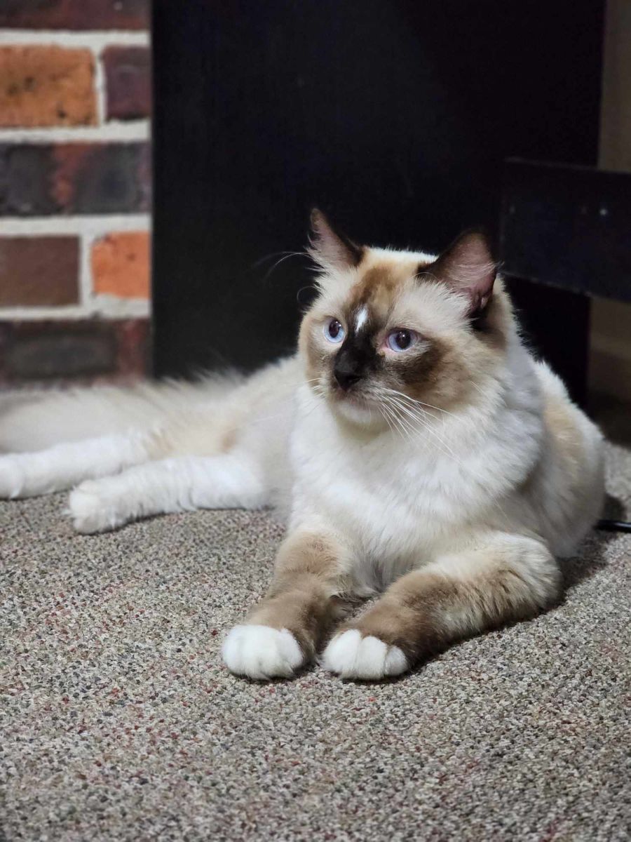 Adonis - Male Birman Cat in NSW - PetRescue