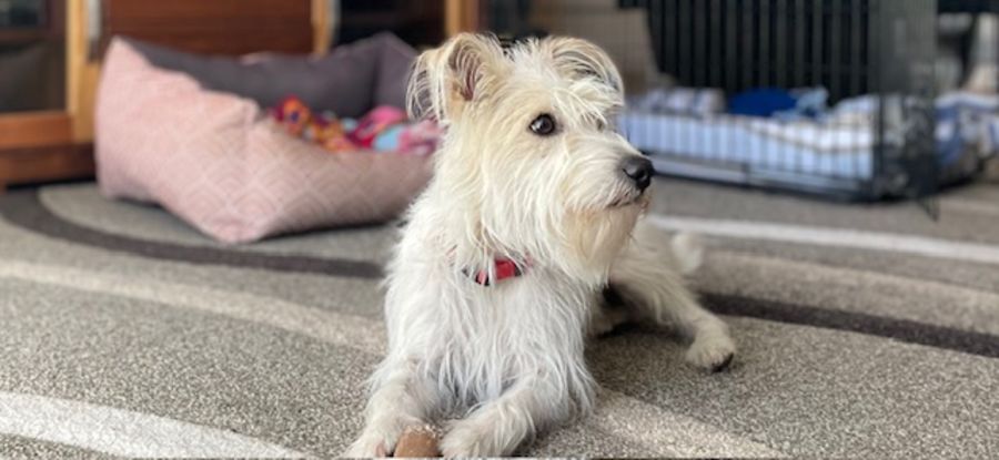 Archie - Small Male Jack Russell Terrier Mix Dog in VIC - PetRescue