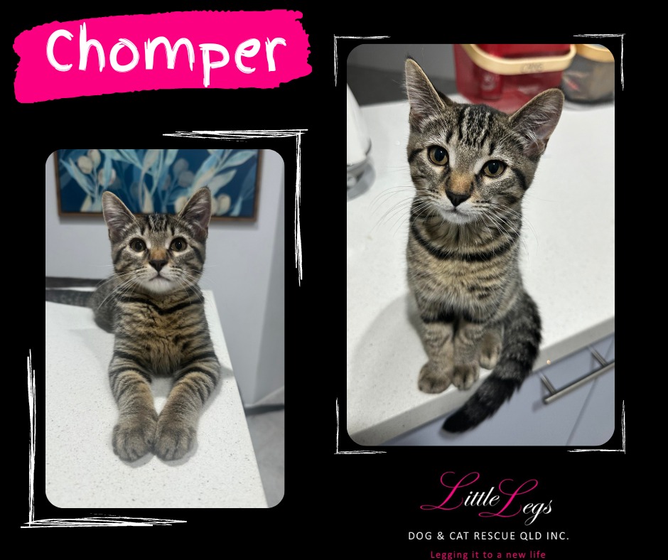 Chomper - Female Domestic Short Hair Cat in QLD - PetRescue