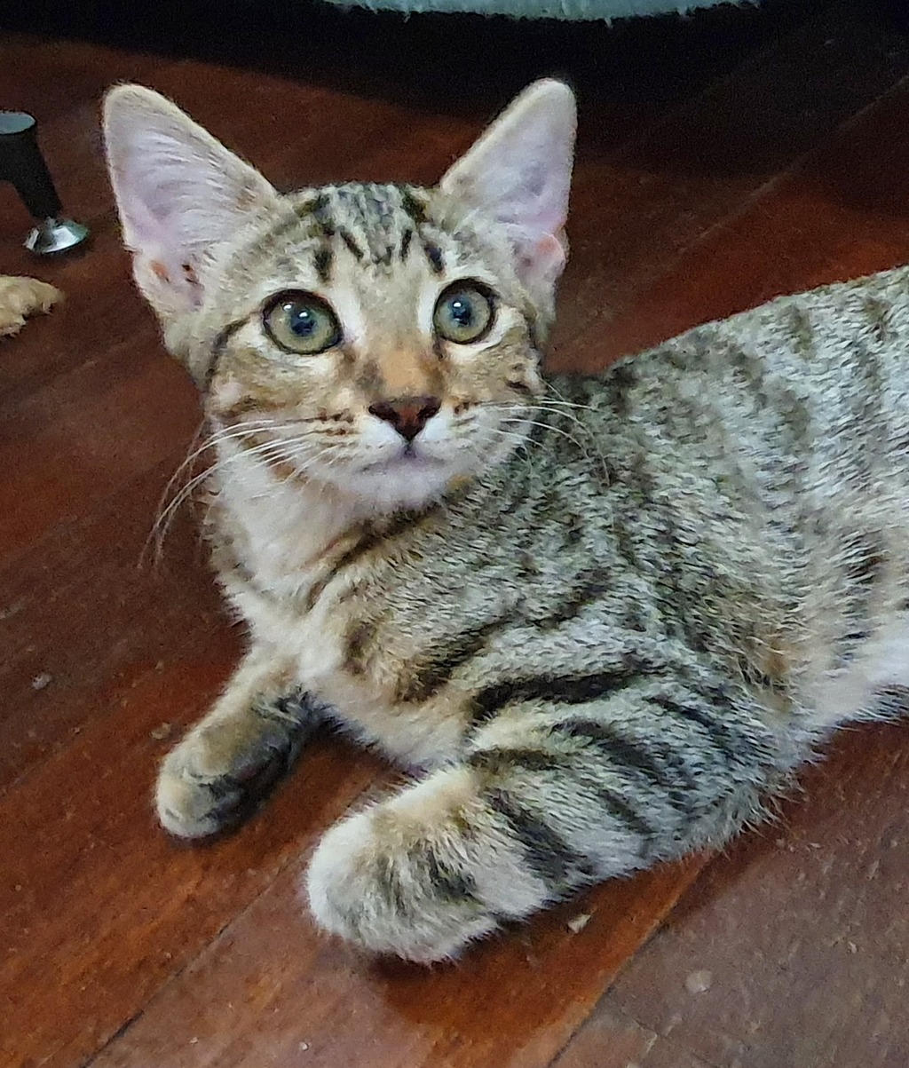 Poppet - Female Domestic Short Hair x Oriental Mix Cat in QLD - PetRescue