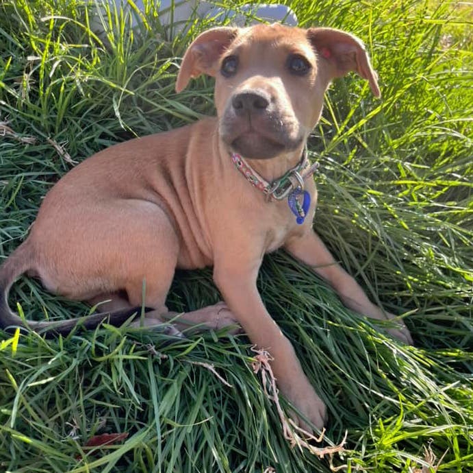 Walnut - Medium Male Rhodesian Ridgeback x Staffordshire Bull Terrier ...