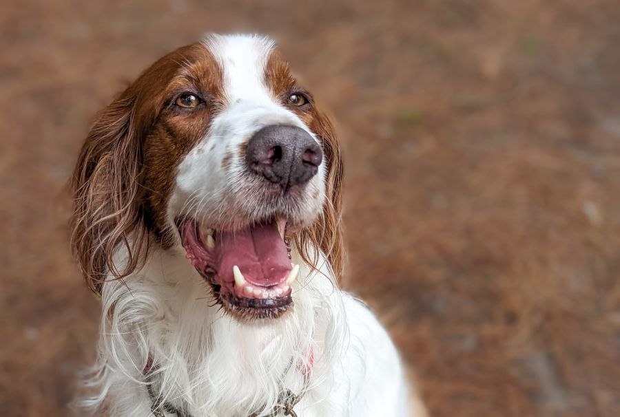 Nessie - Medium Female Irish Setter Dog in VIC - PetRescue