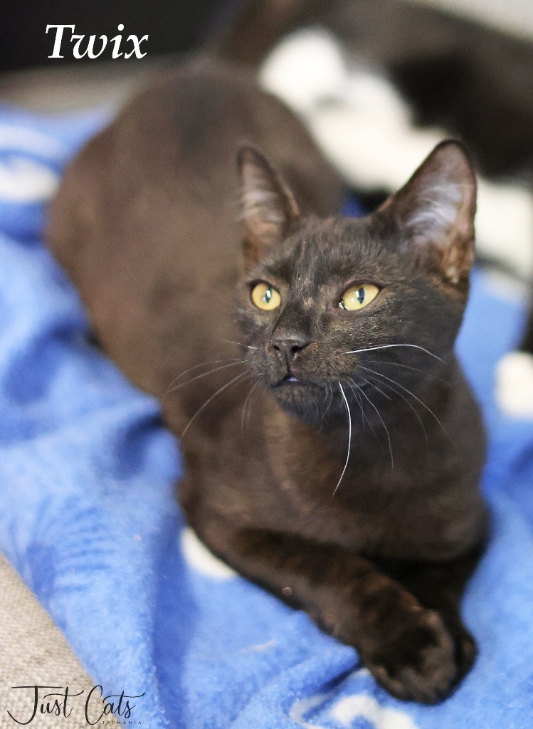 Twix - Petstock - Male Domestic Short Hair Cat in TAS - PetRescue