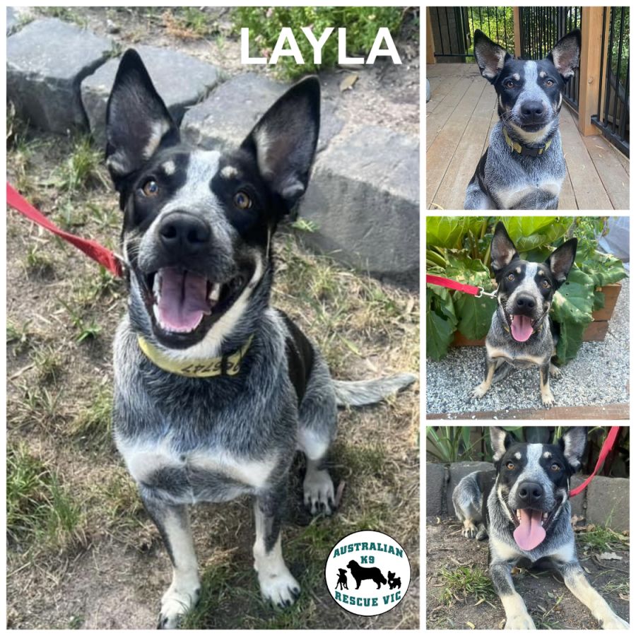 Layla - Medium Female Australian Cattle Dog Mix Dog in VIC - PetRescue