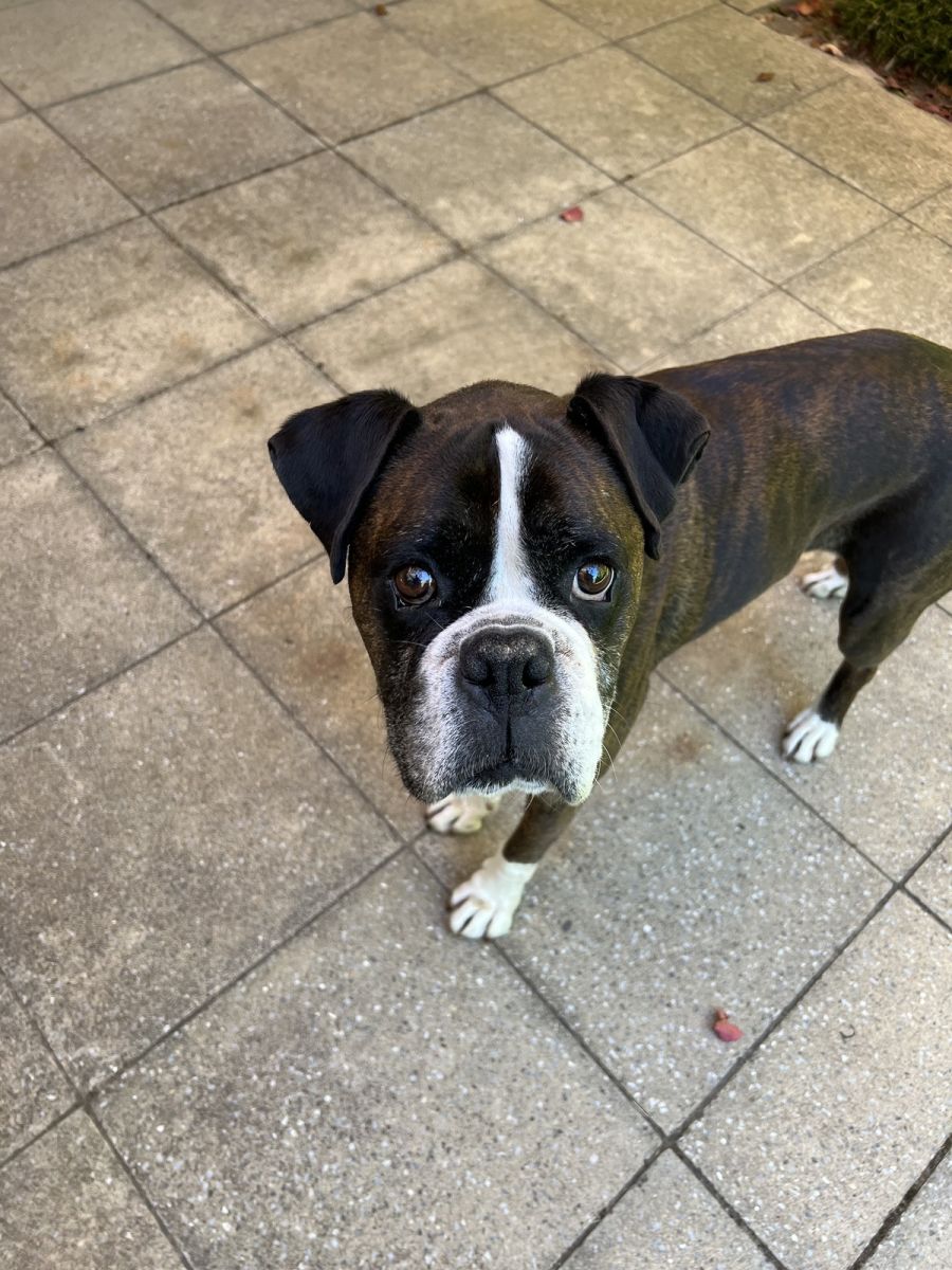 Bobby - Medium Male Boxer Dog in SA - PetRescue
