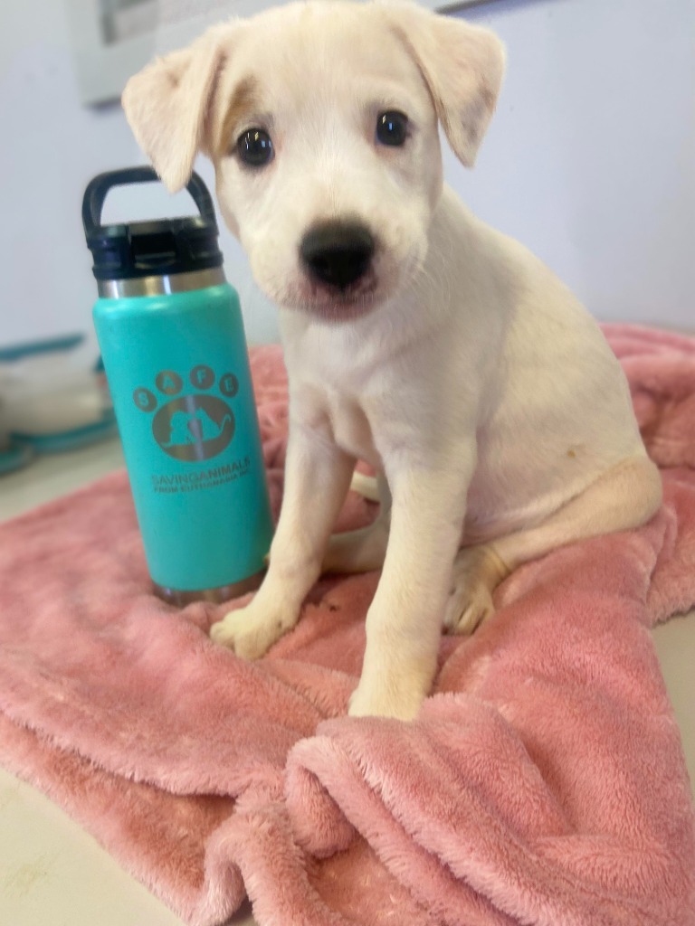 Bundy - Medium Male Mixed Breed Dog in WA - PetRescue