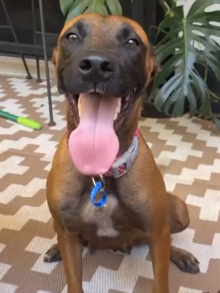 Narla - Medium Female Rhodesian Ridgeback x Mixed Breed Mix Dog in WA ...