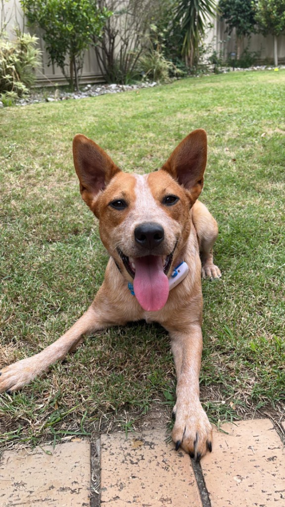 Gem - Medium Female Red Heeler Dog in VIC - PetRescue