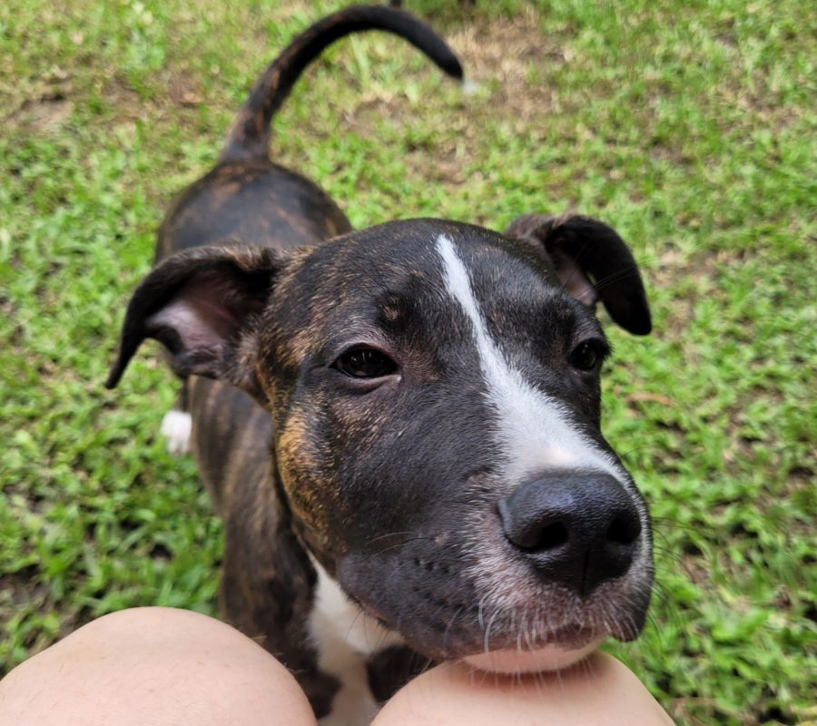 Typhoon - Medium Male Staffy Mix Dog in QLD - PetRescue