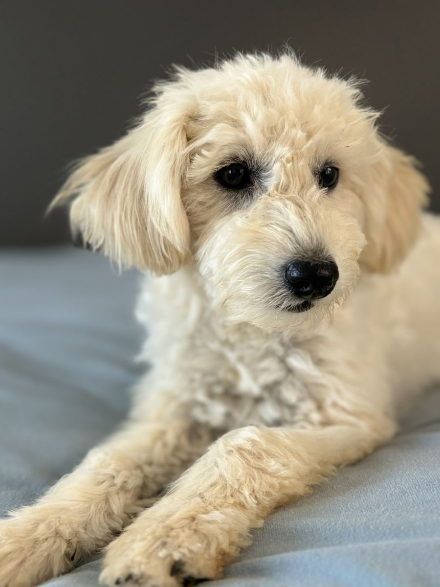 Olive - Small Female Poodle Mix Dog in NSW - PetRescue