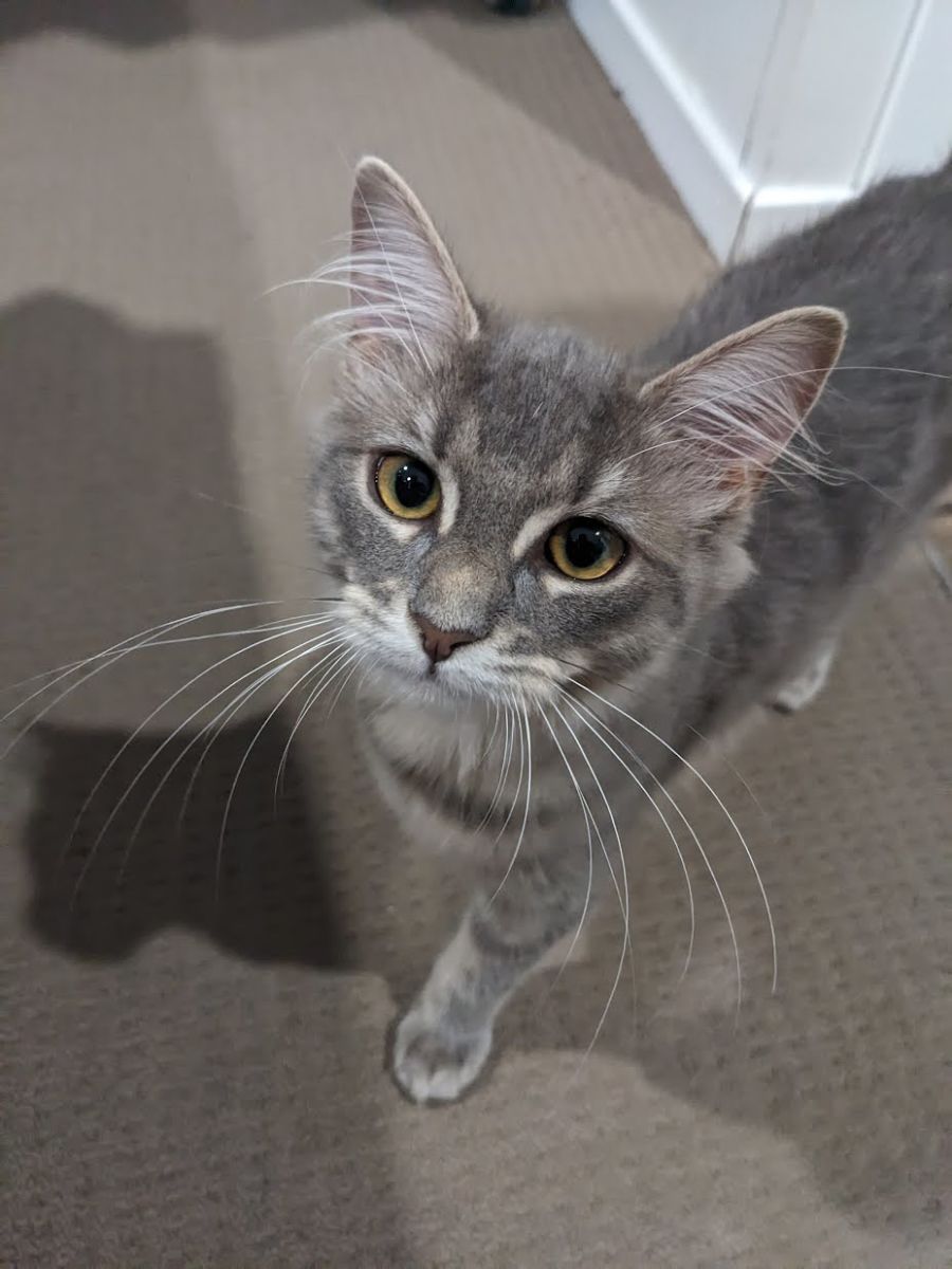 Jinx - Female Domestic Short Hair Cat in NSW - PetRescue