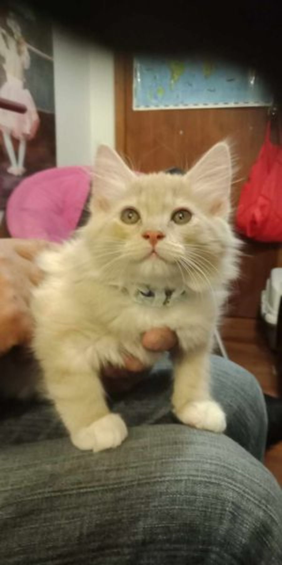 Polly - Male Domestic Medium Hair Cat in VIC - PetRescue