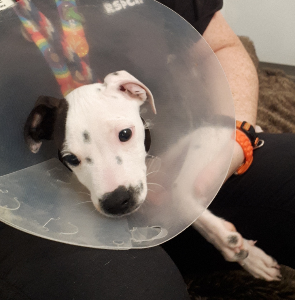Banjo - Medium Male American Staffordshire Terrier Mix Dog in VIC ...