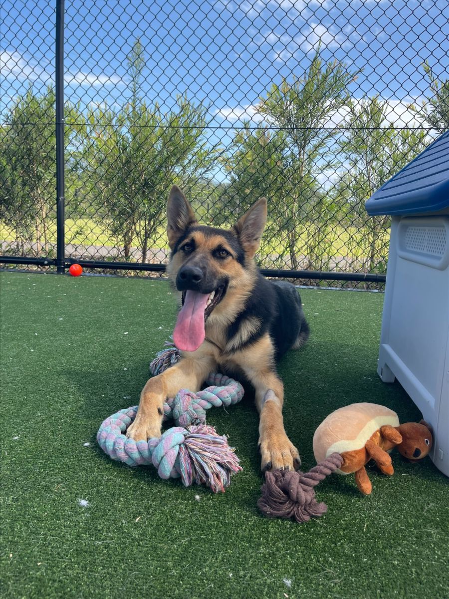 Scout imp 2496 - Large Female German Shepherd Dog in NSW - PetRescue