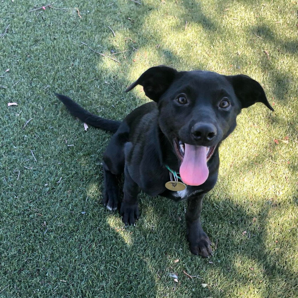 Demi - Medium Female Kelpie Mix Dog in VIC - PetRescue