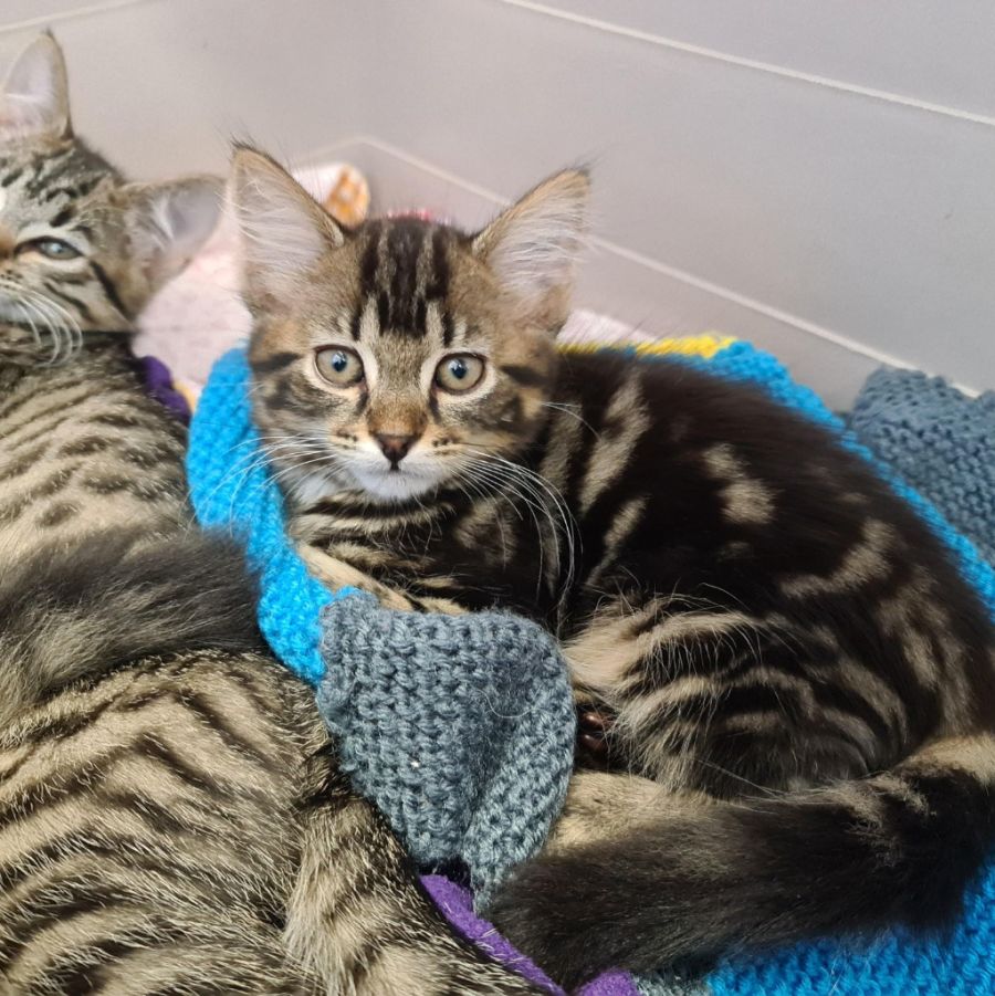 Zeb - Male Domestic Short Hair Cat in VIC - PetRescue