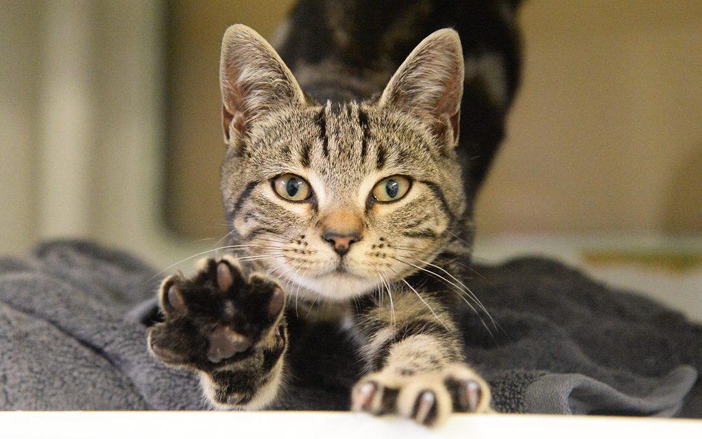 Migi - Female Domestic Short Hair Mix Cat in VIC - PetRescue