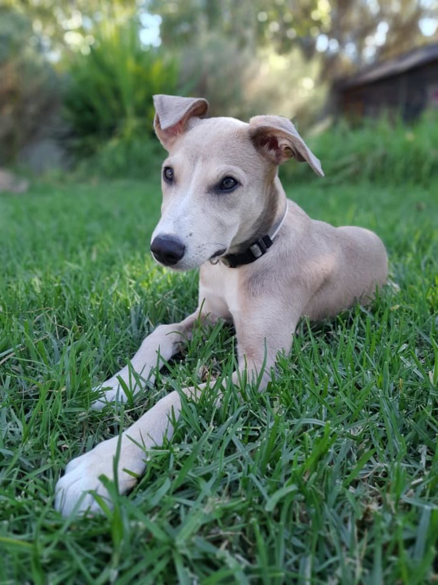Jagz - Medium Male Whippet Mix Dog in VIC - PetRescue