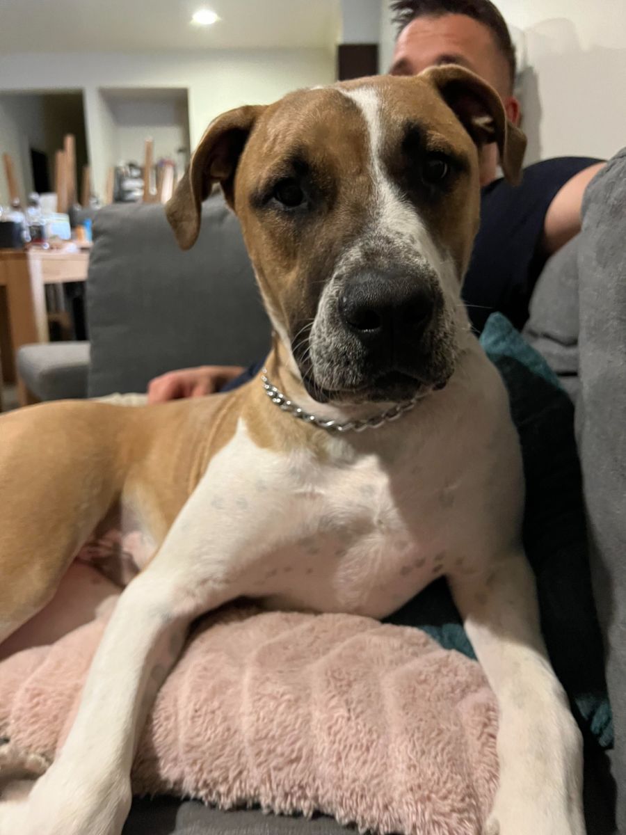 Titan - Large Male Bull Arab Dog in VIC - PetRescue