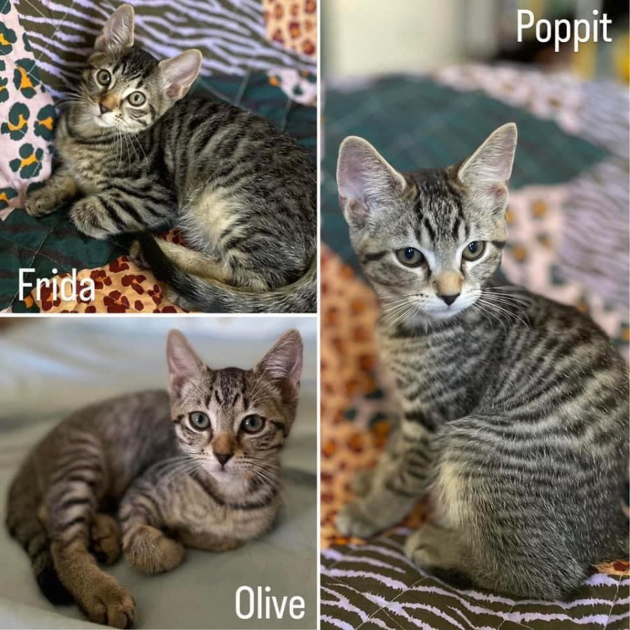 10347/8 - Olive & Poppit - Female Domestic Short Hair Cat in WA - PetRescue