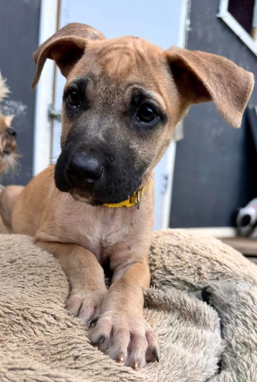 Aniyah - Medium Female Cattle Dog Mix Dog in QLD - PetRescue