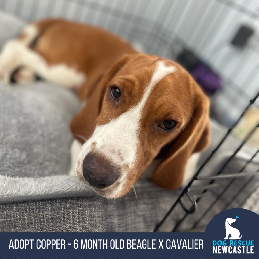 Copper - 6 Month Old Beaglier (Trial) - Medium Male Beagle x Cavalier ...