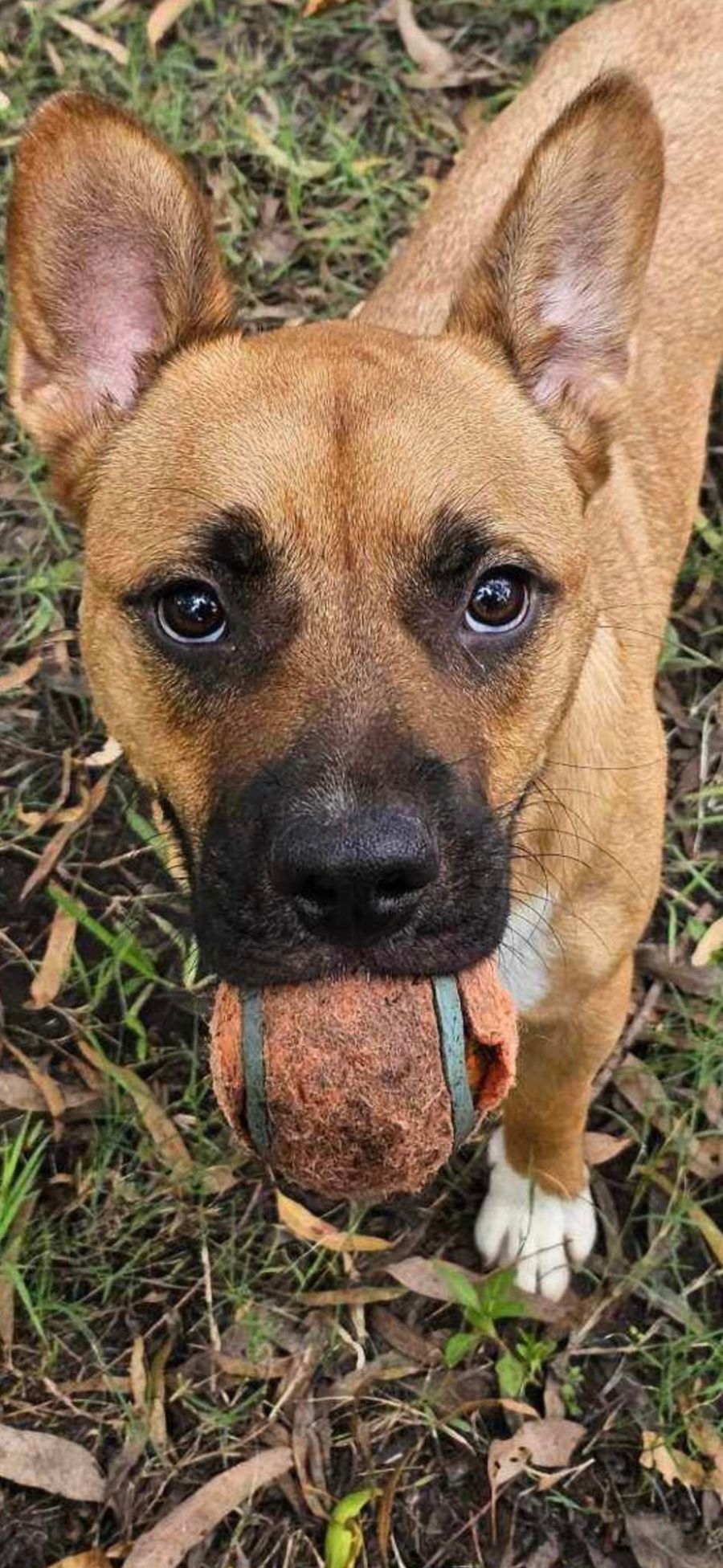 Bentley - Medium Male French Bulldog x Border Collie Mix Dog in QLD ...