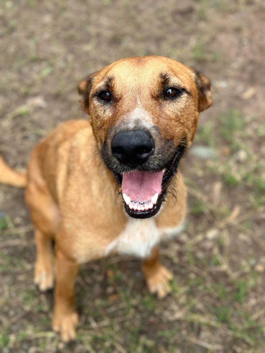 Lilly - Large Female Wolfhound x Cattle Dog Mix Dog in QLD - PetRescue