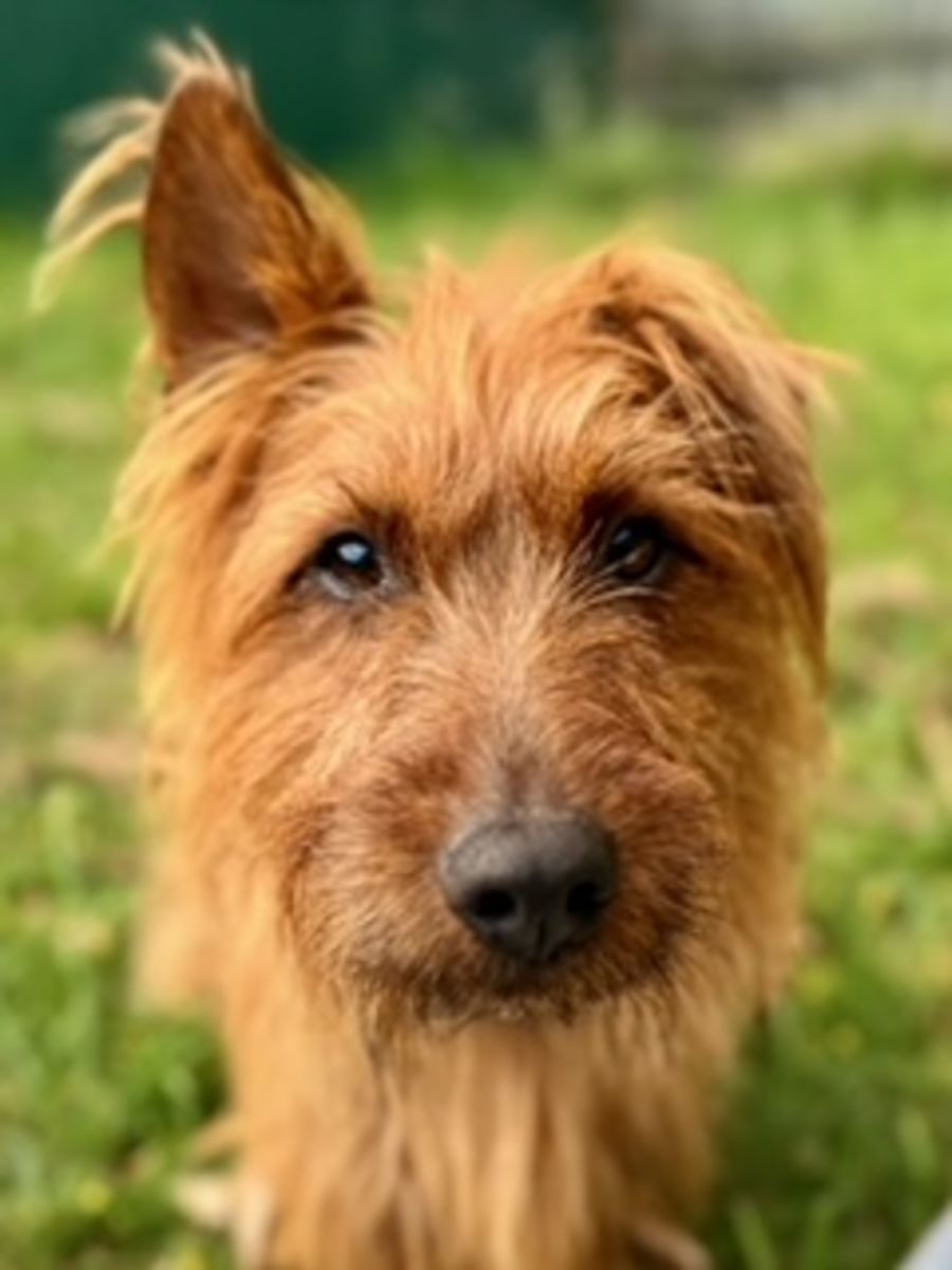 Declan - Medium Male Australian terrier Dog in VIC - PetRescue