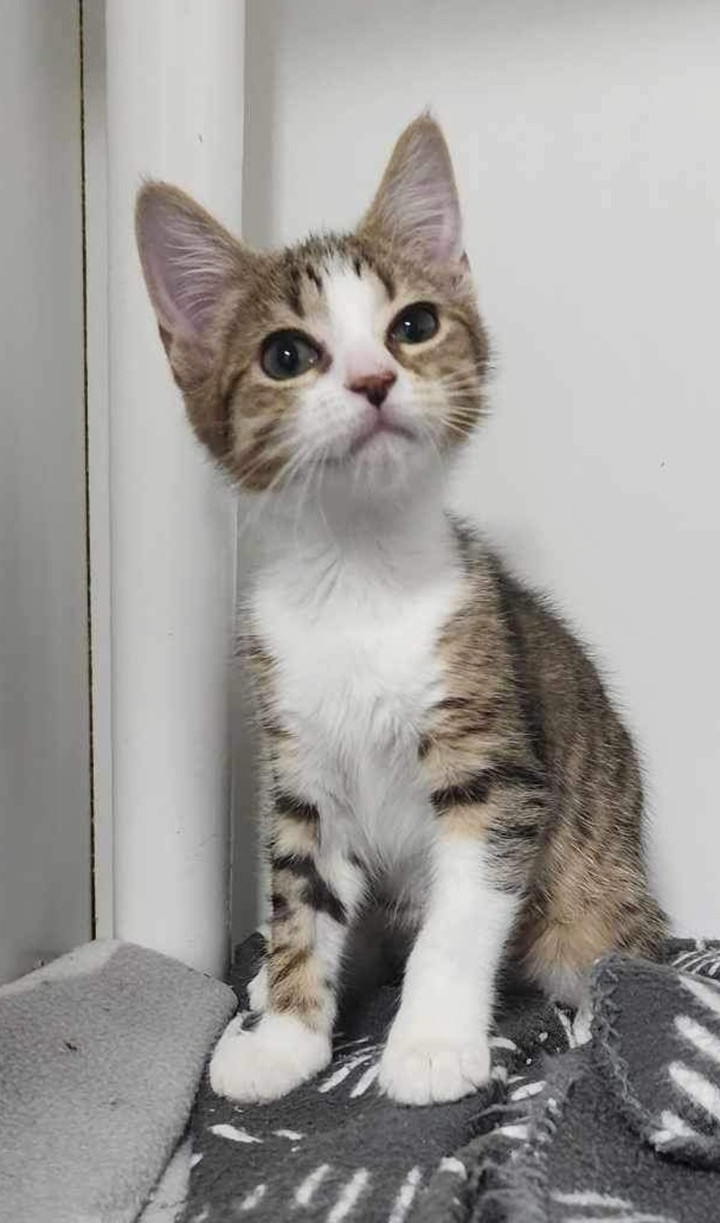 Cuscus - Female Manx Mix Cat in NSW - PetRescue