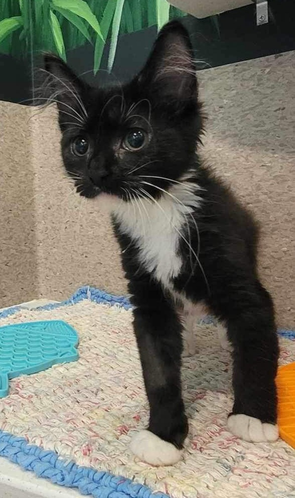 Pygmy - Female Manx Mix Cat in NSW - PetRescue